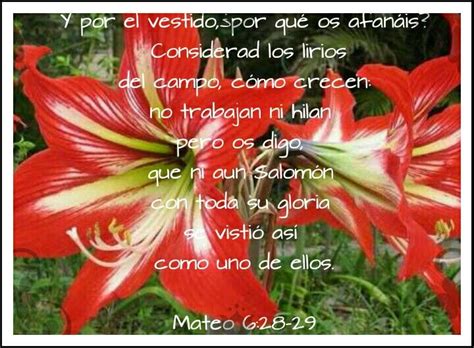 Mateo 6 28 29