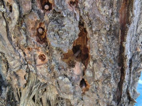 木の幹に虫が穴を空けたら 茅野市チェルトの森 アトリエブフィエ