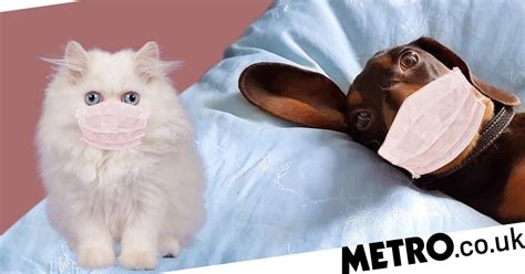 Can Your Pet Give You Coronavirus Your Dog And Cat Covid 19 Questions