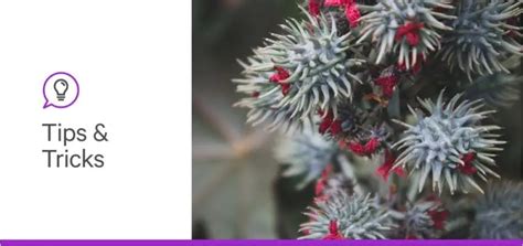 Lectins 101 How Plant Lectins Can Accelerate Cancer Biomarker