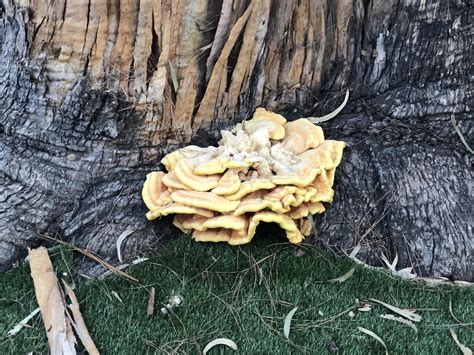 What Is This A Mushroom R Whatisthismushroom