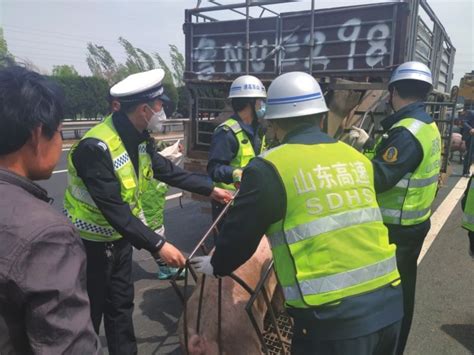 高速路上警民合力上演 抓猪记”德州新闻网