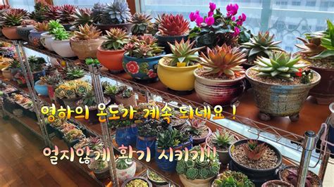 고층아파트 식물 영하의날씨 통풍과환기 매우 중요하죠 환기때주의점 Youtube
