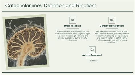 Epinephrine Catecholamine Noncatecholamines Ppt Structure Acp Ppt Example