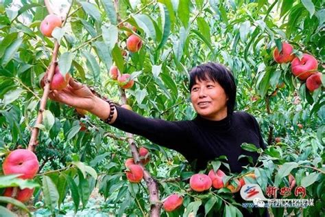 繁峙县塔西沟村蟠桃飘香富农家 腾讯新闻