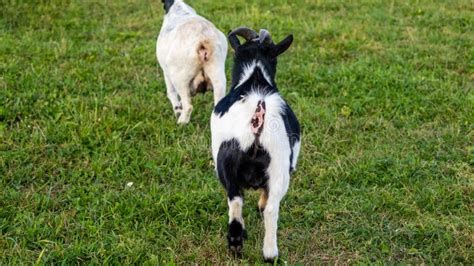 Rear View Of Two Spotted Goats With Raised Tails Stock Image Image