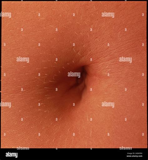 Navel Close Up Of The Navel Belly Button Of A Woman Also Known As