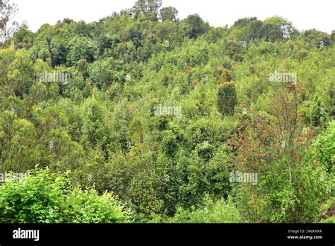 Valdivian Temperate Forest Cochamo Valley Region De Los Lagos Chile