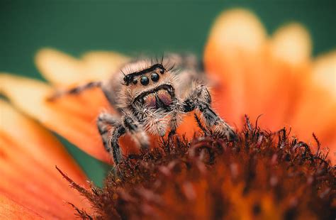 Phidippus Regius Photograph By Jan Rozehnal Fine Art America