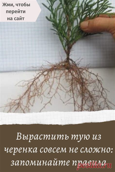 Вырастить тую из черенка совсем не сложно: запоминайте правила ...