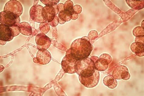 Drug Resistant Candida Auris Expert Reaction Science Media Centre