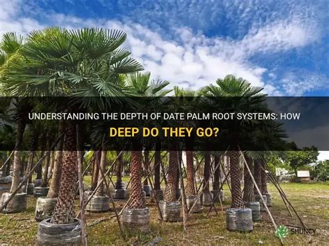 Understanding The Depth Of Date Palm Root Systems How Deep Do They Go Shuncy