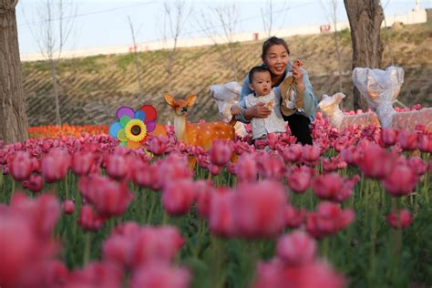 这个“五一”假期，来六师五家渠市与郁金香花海撞个“浪漫满怀” 六师 师团新闻 胡杨网2023 兵团胡杨网 新疆兵团新闻门户