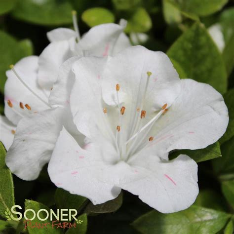 Autumn Starlite® Encore® Azalea Sooner Plant Farm