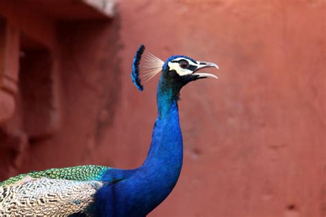 Itap Of Peacock At Ranthambore Ritookapicture