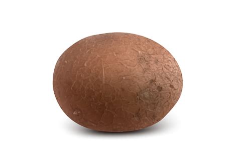 생 전체 감자 흰색 배경에 분리된 웹 디자인을 위한 감자 모형 야채 신선한 천연 제품 건강한 생활 방식 먹는 개념 3d 현실적인 벡터 일러스트레이션 3차원 형태에 대한 스톡