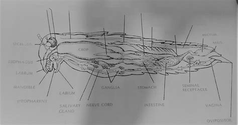 Grasshopper Part 1 Diagram Quizlet