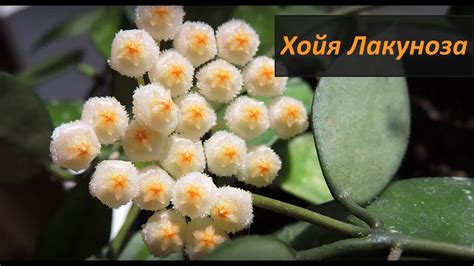 Хойя Лакуноза / Hoya lacunosa: ароматное цветение - YouTube