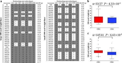 Sequence And Allelic Variation In Glyma19g143300 Among Soybean Download Scientific Diagram