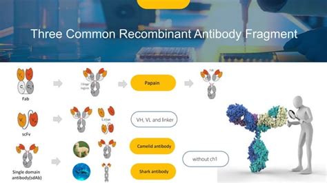 Introduction Of Recombinant Antibody Pptx