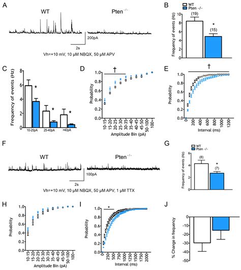 Chronic Rapamycin Prevents Electrophysiological And Morphological