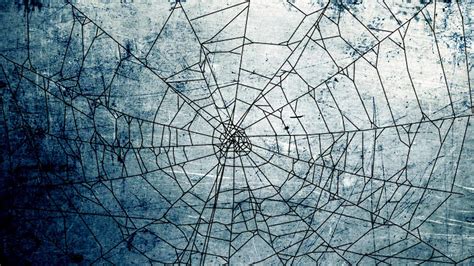 Halloween Spider Wallpapers Top Free Halloween Spider Backgrounds