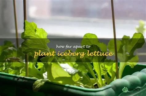 Maximizing Yield How Far Apart To Plant Iceberg Lettuce Shuncy