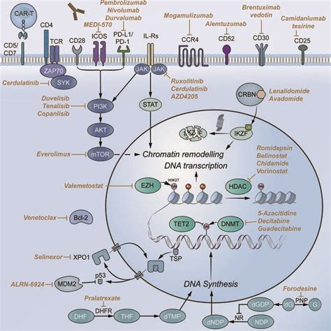 Aitl Immunohistochemistry Patterns In Aitl Neoplastic Cells Are Download Scientific Diagram