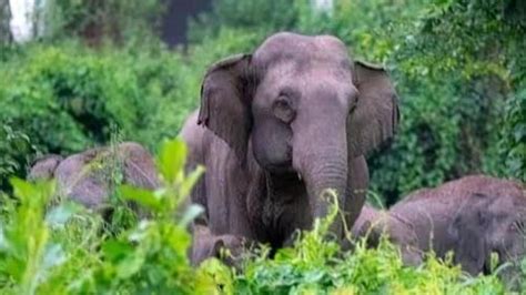 Two Elephants Killed By Lightning Strike In North Bengal Forest