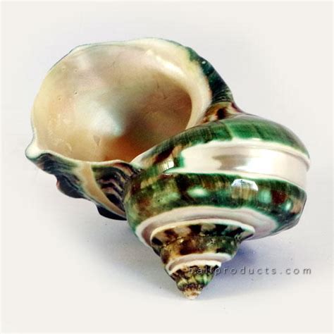 Pearlescent Green Shell Bali Products