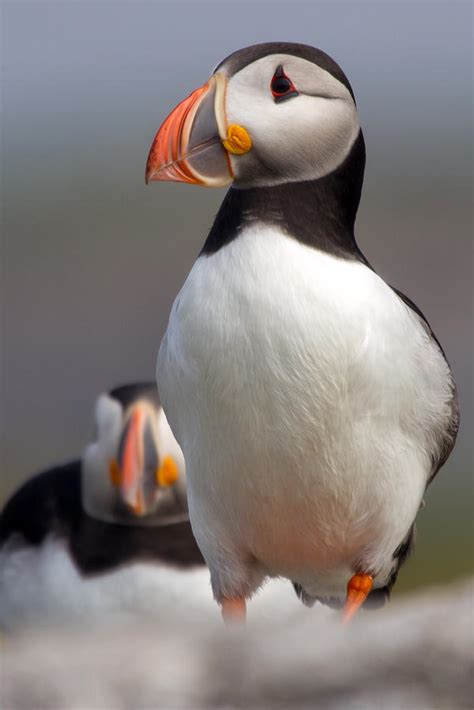 Keeping A Beedy Eye By Parallel Pam On Deviantart