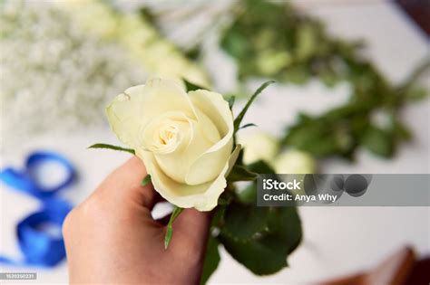 배경에 나뭇잎과 가위가 있는 하얀 장미를 들고 있는 꽃집 손 가위에 대한 스톡 사진 및 기타 이미지 가위 결혼식 꽃 식물