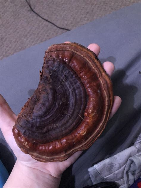 Some Ganoderma Zonatum Found In East Central Florida On A Cabbage Palm