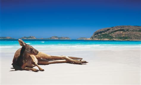 Kangaroo Wallpapers Wallpaper Cave