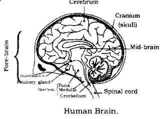 1 Draw A Neat Diagram Of Human Brain And Label Medulla And Cerebellum