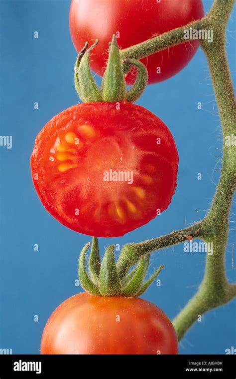 Solanum Lycopersicum Syn Lycopersicon Esculentum Idyll Tomato Close