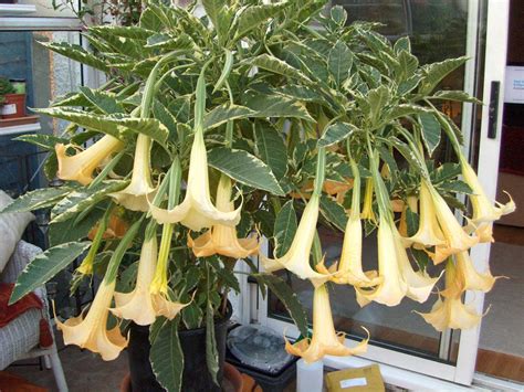 Sunset Brugmansia Growers International