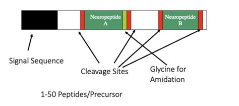 Module 9 L2 Regulated Secretion Flashcards Quizlet