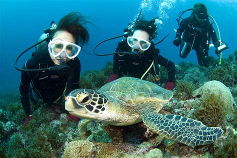 【鹿児島・屋久島・体験ダイビング】世界遺産の島で、海の神秘を満喫！1ダイブ・コース（3時間）｜アソビュー！
