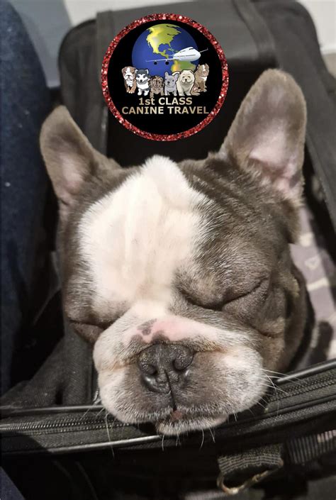 First Class Canine Travel
