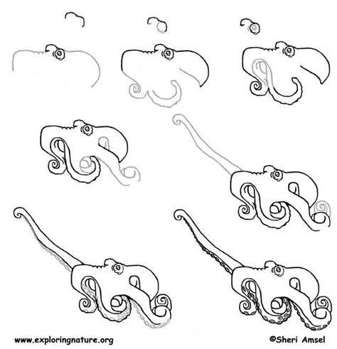 Octopus Drawing Step By Step At Paintingvalley Com Explore Collection Of Octopus Drawing Step