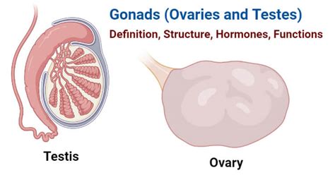 Gonads Glands