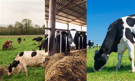 Comparing Meat Sources Grass Fed Vs Cage Free Vs Organic