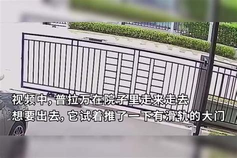一看就是惯犯！泰国一宠物乌龟反复推开大门逃跑：成精了乌龟惯犯宠物