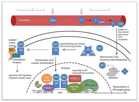 慧渡研报｜前列腺癌ar信号通路及相关药物研究进展 慧渡医疗 精准医学的未来