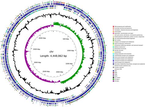 Circular Map Of B Paralicheniformis Sr14 Genome From The Center To Download Scientific