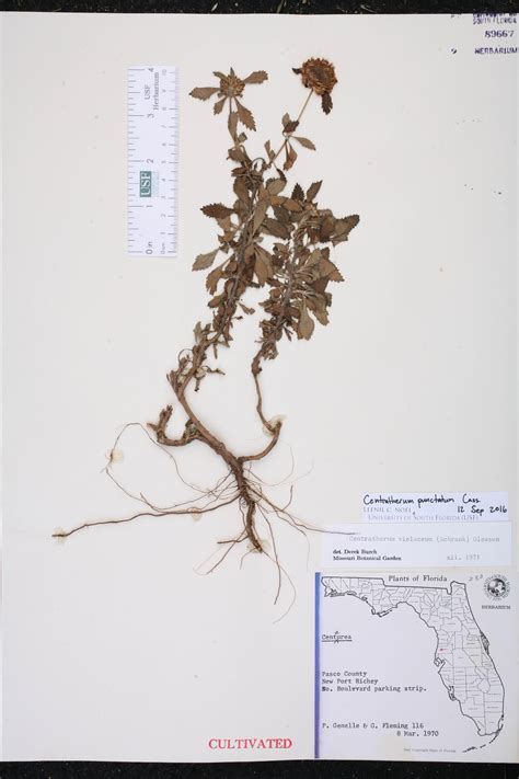 Centratherum Punctatum Species Page Isb Atlas Of Florida Plants
