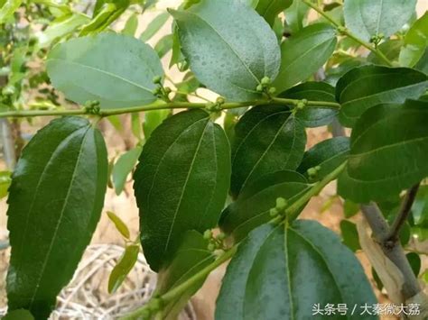壯蕾儲養待開時—大荔農民說之冬棗種植24：花蕾分化期的管理細節 每日頭條