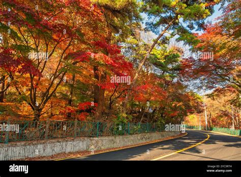 Seoul South Korea Red Maple Tree Leaf At Samcheong Park In Autumn