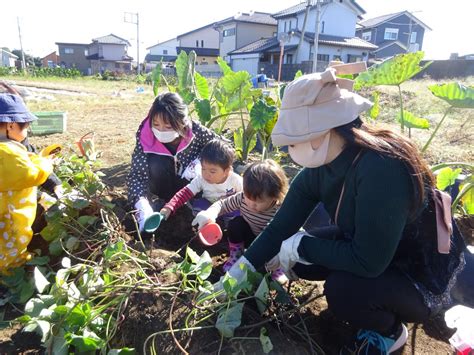 支援センター親子広場「さつまいも堀り」 水戸市立内原認定こども園 公式ホームページ